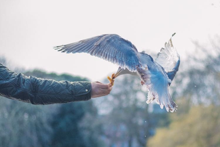 The Environmental Impact of Birds in Landfills - Waste Advantage Magazine